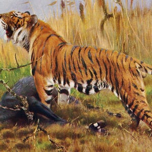 1901 - Vintage Tiger Print Antique Big Cat Print Tiger Illustration Old ...