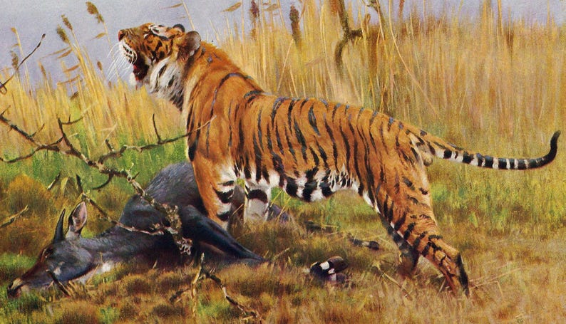 1901 - Vintage Tiger Print Antique Big Cat Print Tiger Illustration Old ...