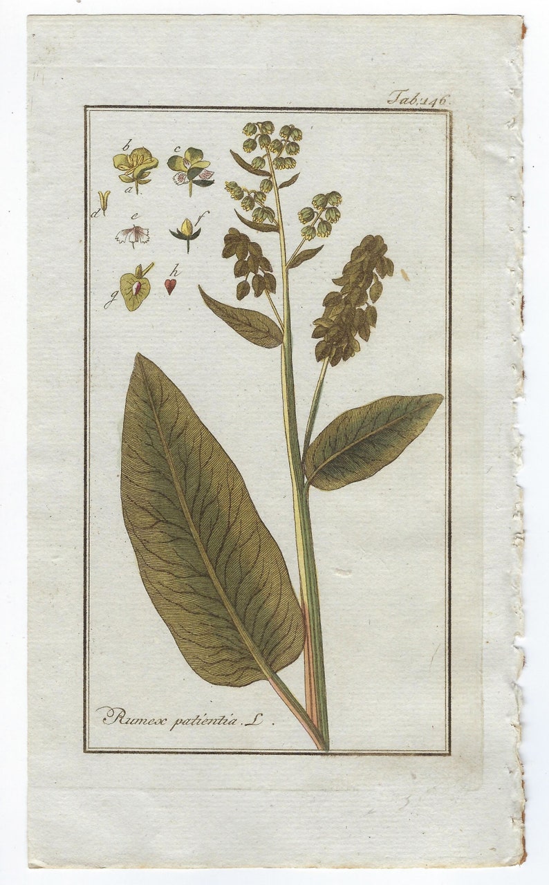 1796 RUMEX PATIENTIA Original Botanical Engraving, 18th Century Antique ...