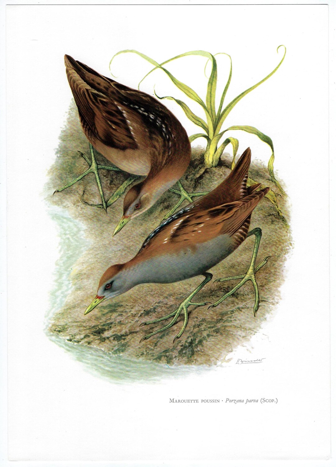 1960 Little Crake Print Vintage Bird Wall Art Birding Decor Waterbird ...
