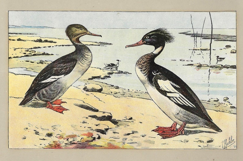 1907 Antique Duck Print Vintage Waterfowl Wall Art Bird Lover Gift ...