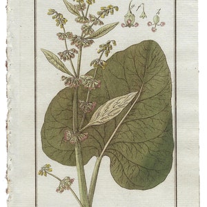 1796 RUMEX ALPINUS, 18th Century Original Print, Antique Botanical ...