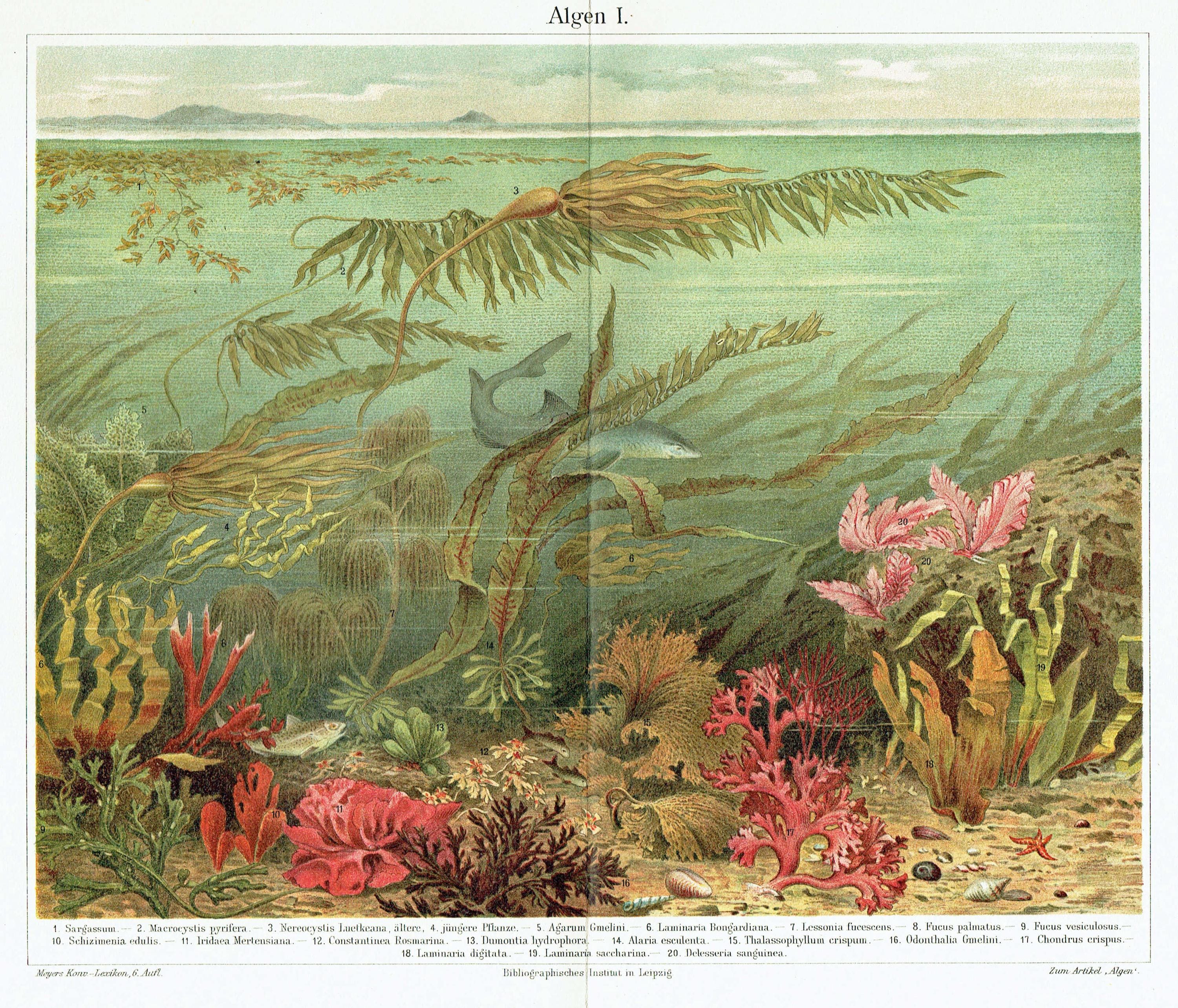 1903 ALGAE Antique Print, Algae Poster, Seaweed Print, Algae Wall Art, Sea Life Home Decor ...