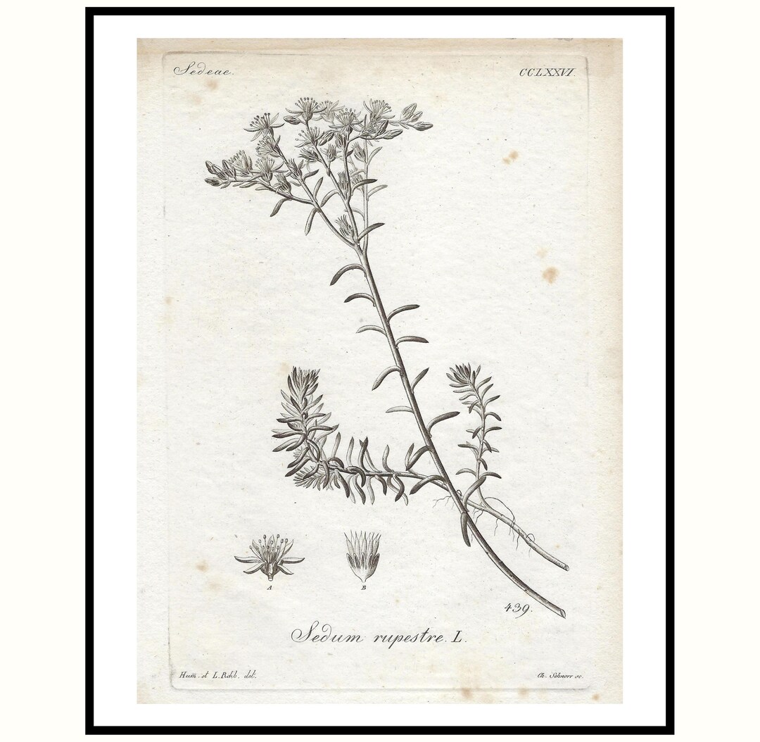 1825 Antique Botanical Print Rock Stonecrop Copperplate Original Flower ...