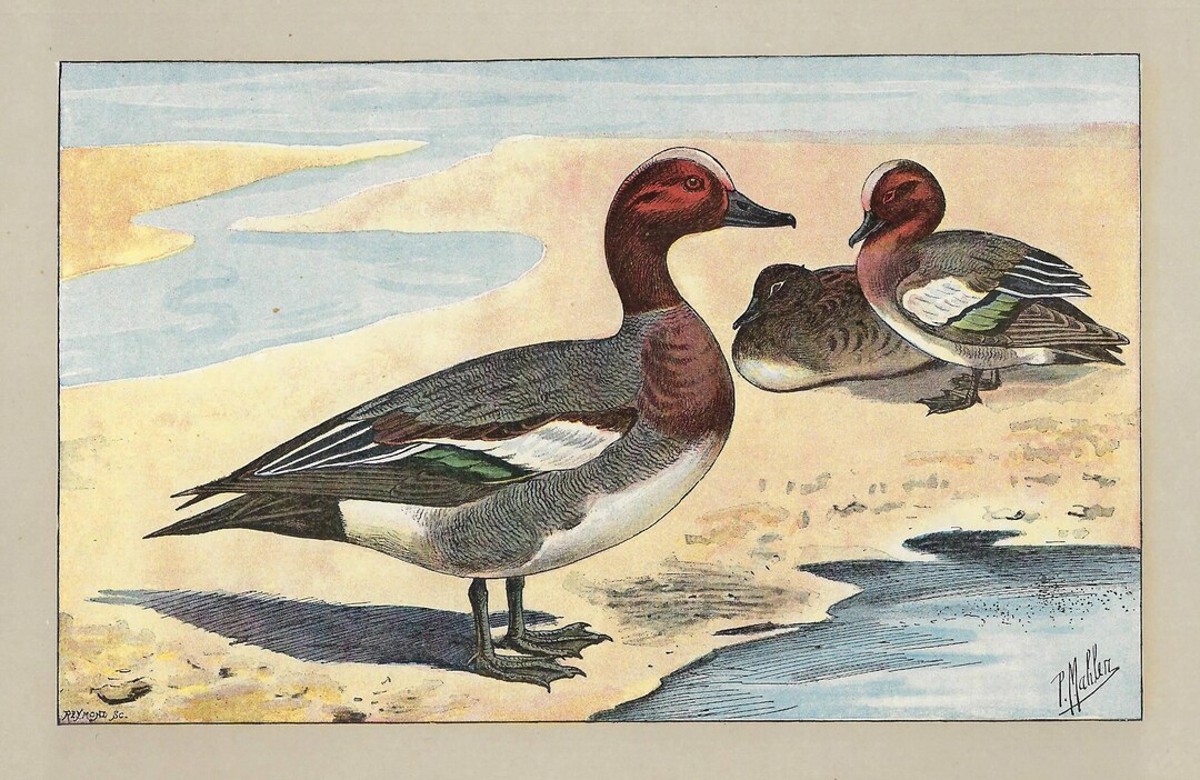 1907 Wigeon Duck Print Antique Bird Wall Art Vintage Waterfowl Birds ...