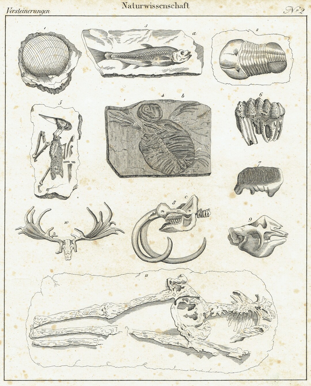 1828 PALEONTOLOGY Antique Print Fossils Engraving Vintage Fossils Wall ...