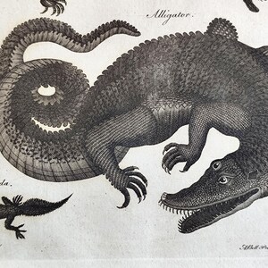 1797 Antique Alligator Print Vintage Iguana Wall Art Antique Reptiles ...