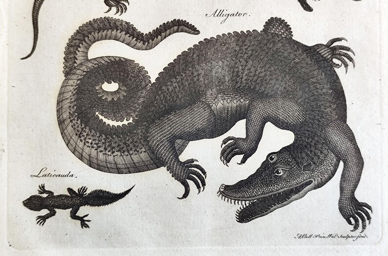 1797 Antique Alligator Print Vintage Iguana Wall Art Antique Reptiles ...