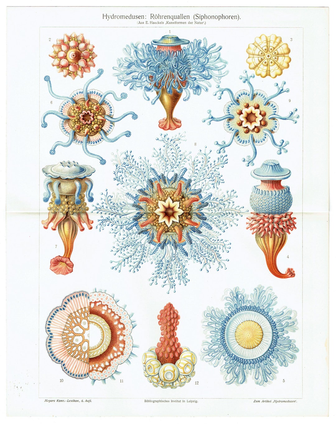 1903 Hydromedusae Print Vintage Scientific Print Sea Life Wall Decor ...