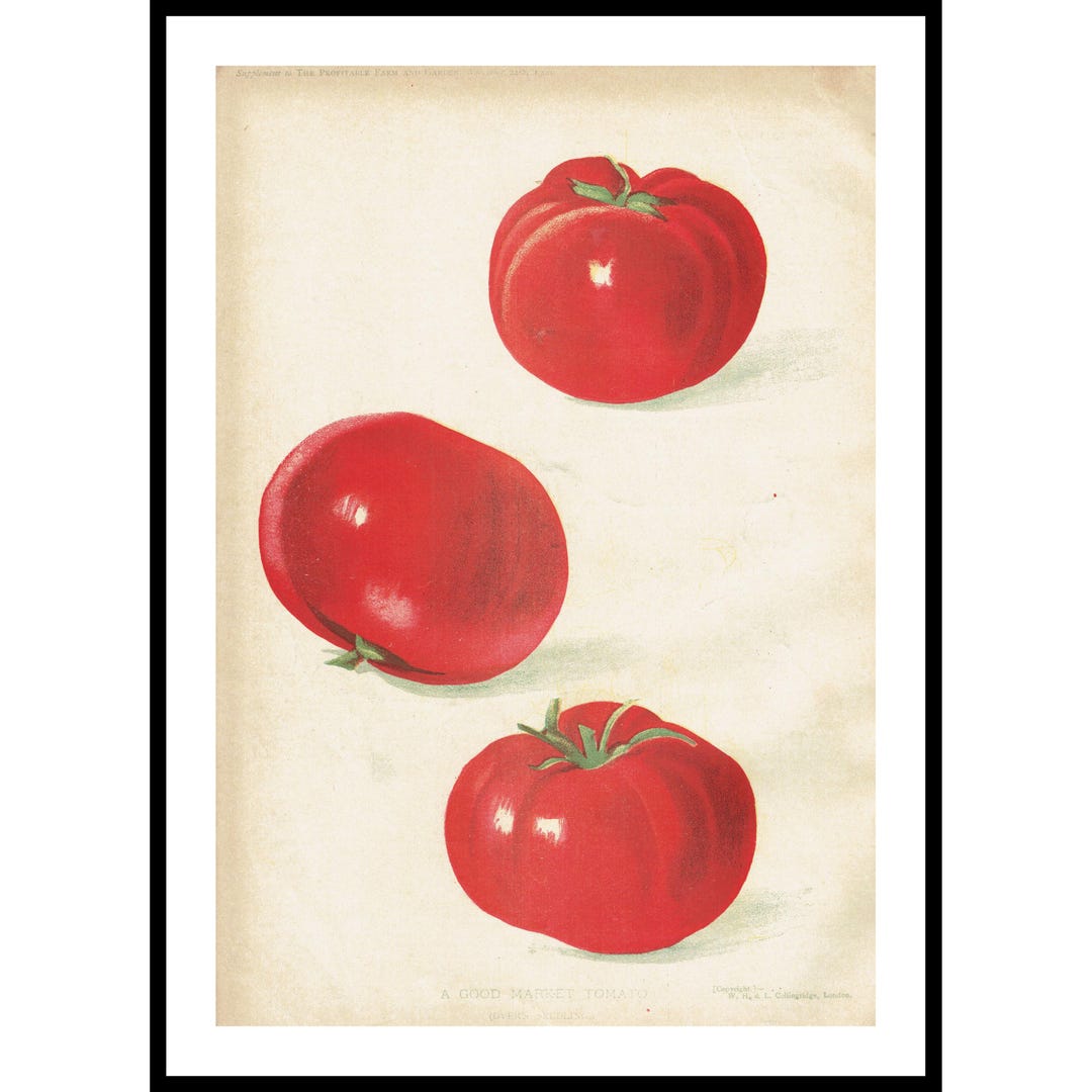 1900 Tomato Print Antique Market Garden Wall Art for Rustic Kitchen ...
