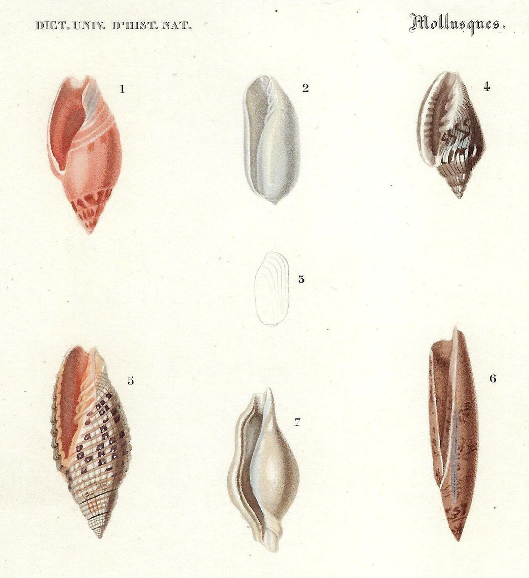 1849 Antique UNDERWATER WORLD Print. Sea Life Wallart. Hand Colored ...