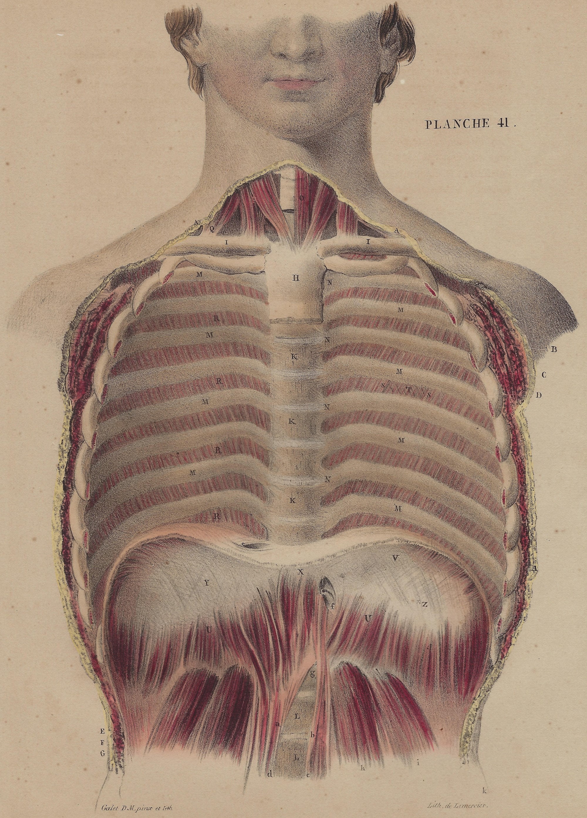 1854 HUMAN ANATOMY Lithograph Antique Medical Wall Decor Phisiology ...