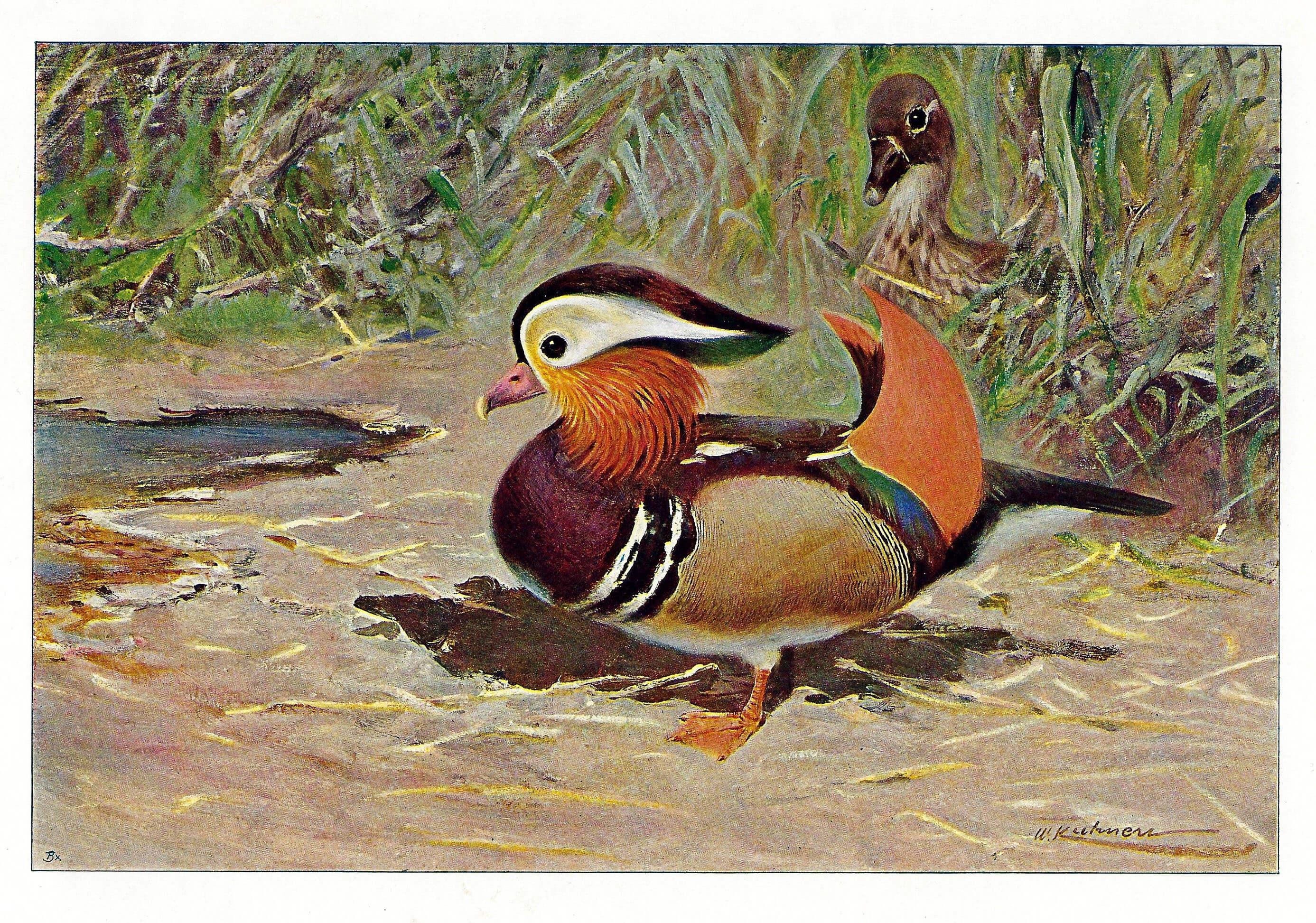 1901 Vintage Mandarin Duck Print Waterfowl Lithograph for Gift Birds ...