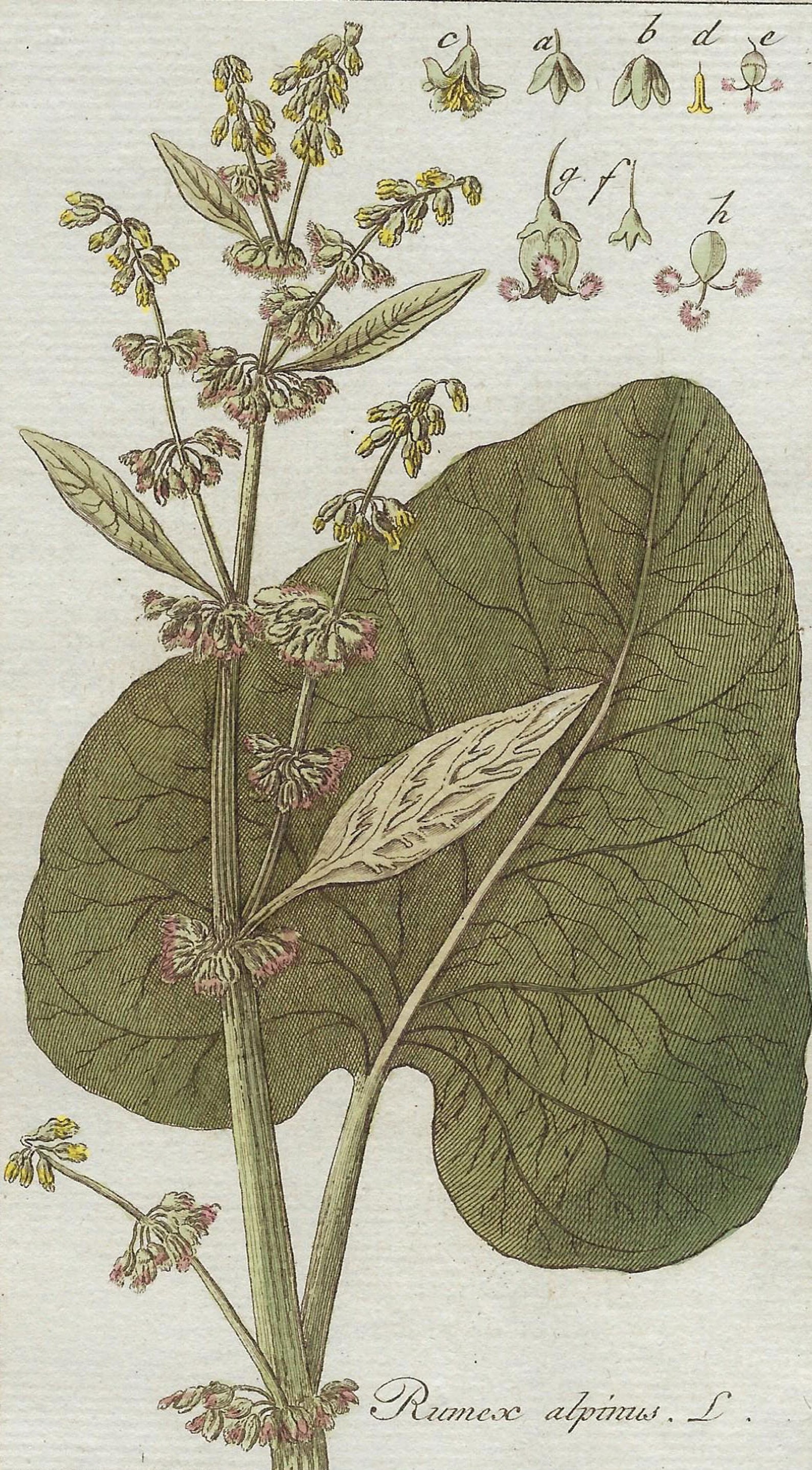 1796 RUMEX ALPINUS, 18th Century Original Print, Antique Botanical ...