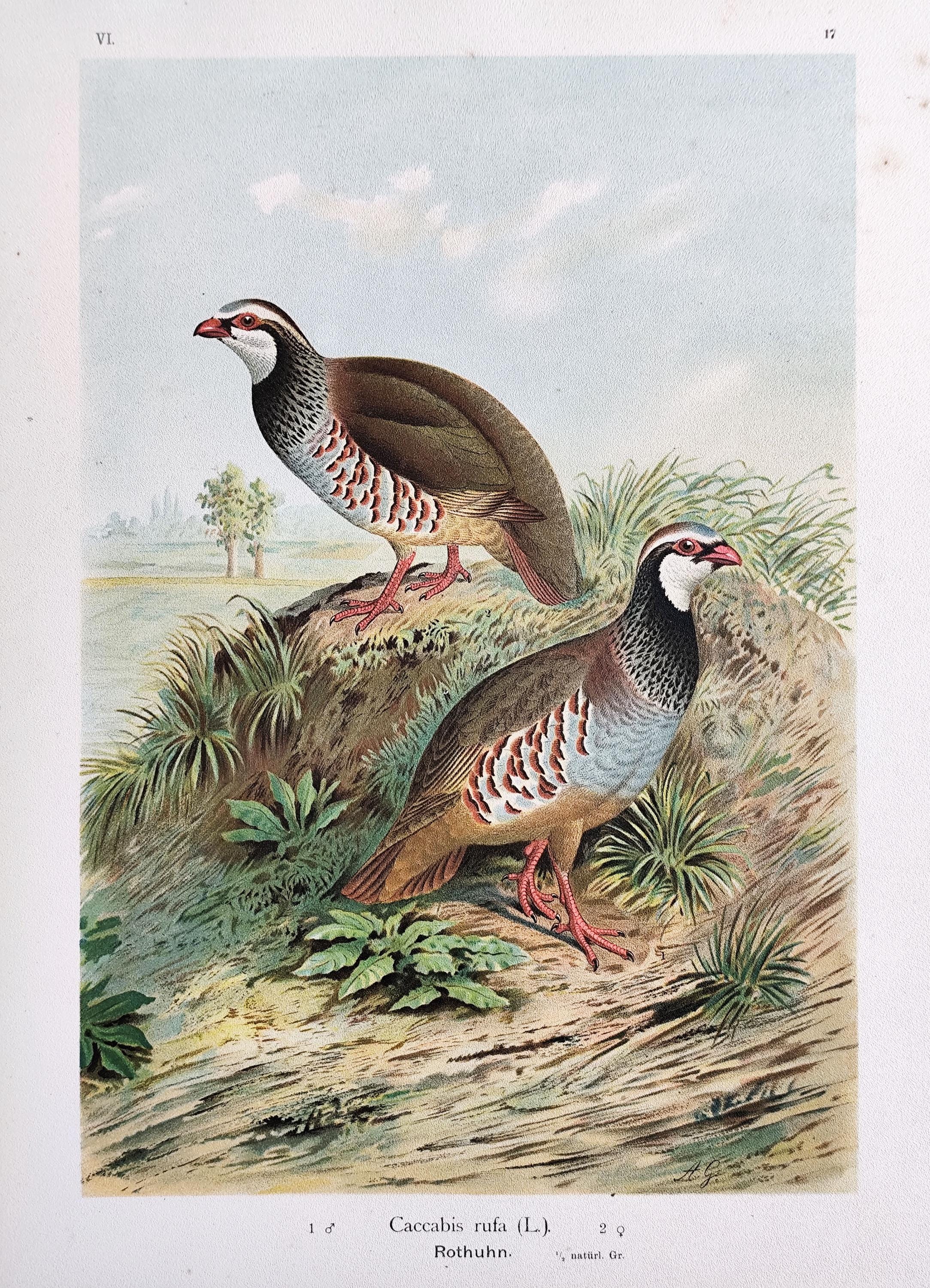 1898 RED-LEGGED PARTRIDGE Print Game Bird Wall Art Vintage Hunting ...