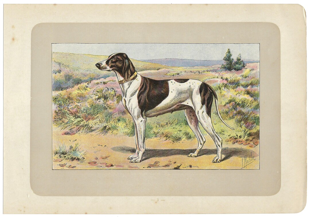 1907 Vintage English POINTER Print Hunting Dog Print Antique Pointer ...