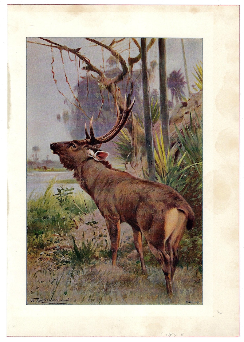 1901 Vintage Sambar Deer Print Antique Deer Print Vintage Animal ...