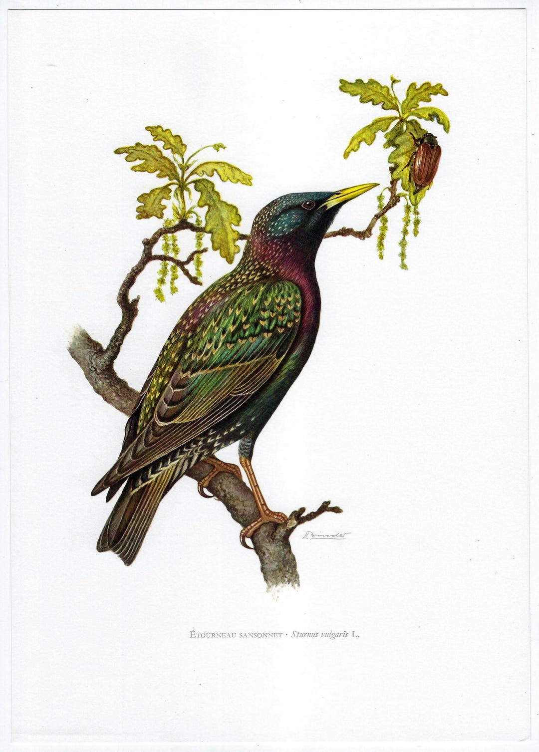 1960 Common Starling Vintage Bird Wall Art Birding Decor Starling Print ...
