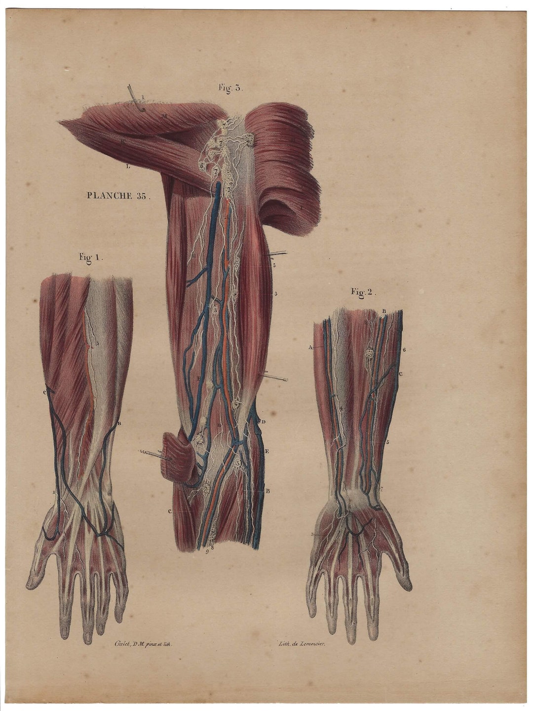 1854 - Human Anatomy Print Vintage Medical Wall Decor Phisiology Wall ...