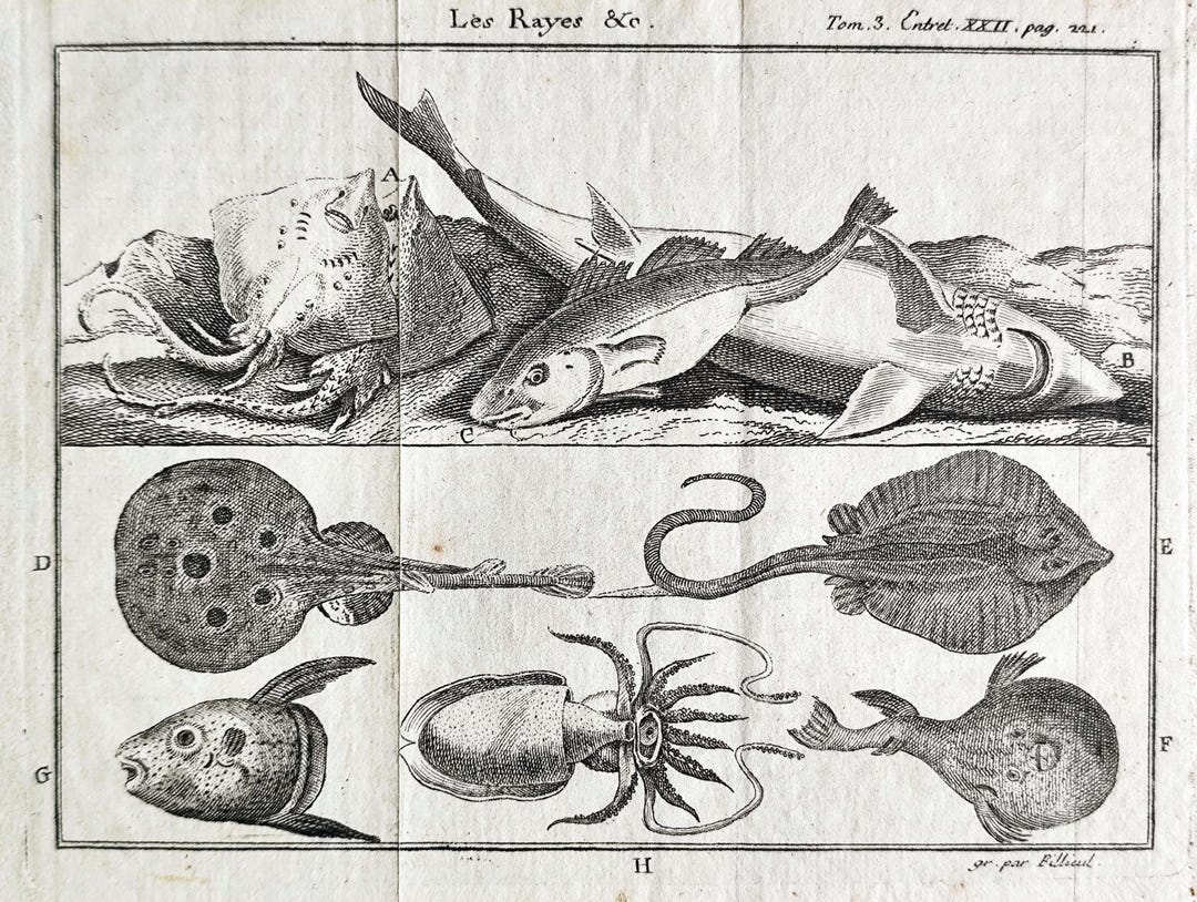 1735 Antique Fishing Print Vintage Fish Engraving Rays, Sharks, Squid ...