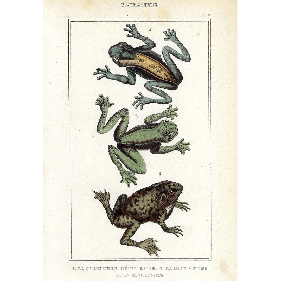 1836 Antique Frogs Print Vintage Toad Print Original Gift Hand Colored ...