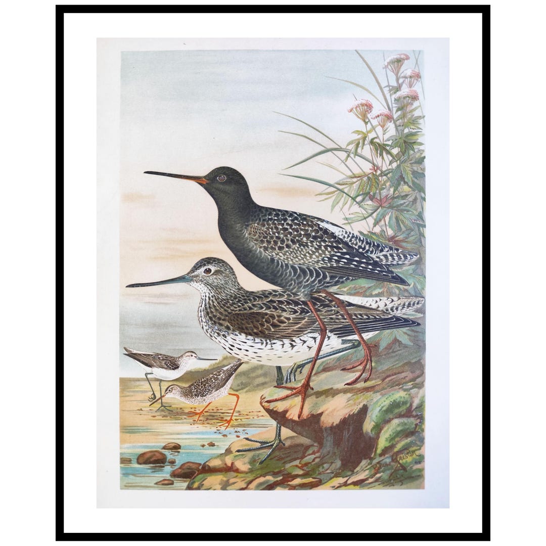 1898 Large Redshanks Print Vintage Shorebird Artwork Antique Natural ...