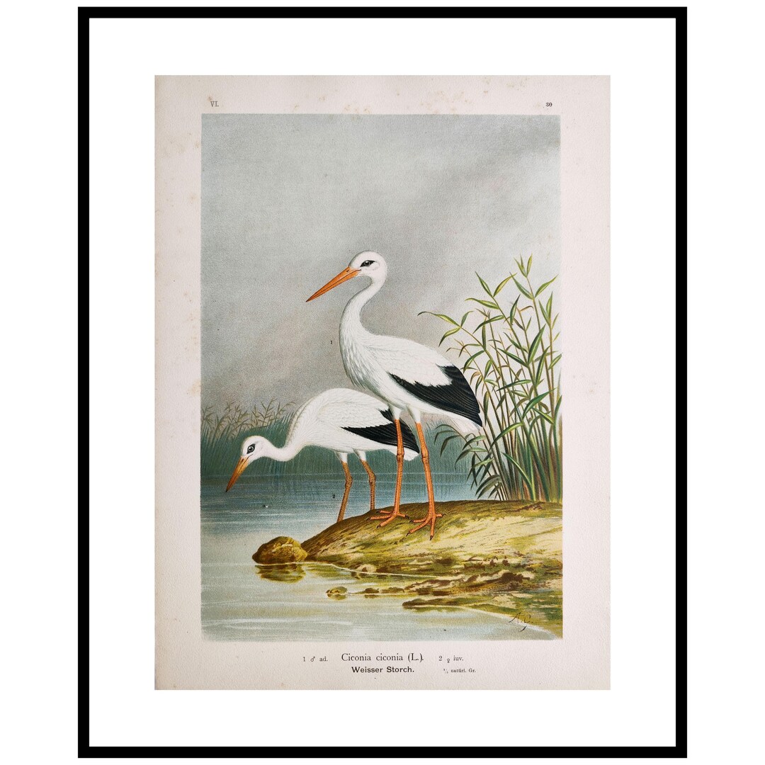 1898 Large White Stork Vintage Wall Art Game Bird Print Antique Rustic ...