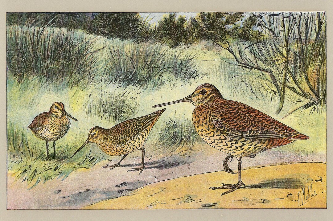 1907 Antique Great Snipe Print Vintage Birding Print Birdwatcher Wall ...