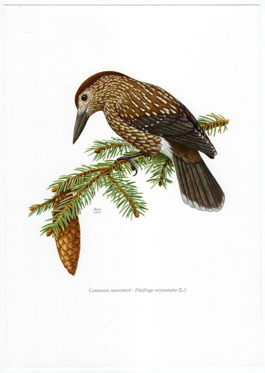 1960 Northern Nutcracker Vintage Bird Wall Art Birding Decor Corvidae ...