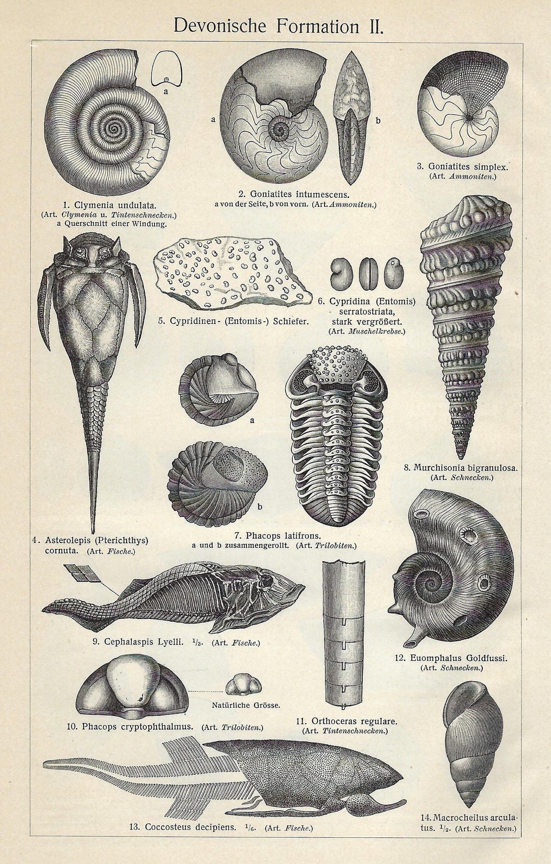 1903 Antique Print of MARINE FOSSILS Devonian Fossils Print Marine Life ...