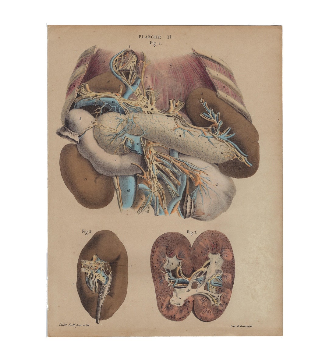1854 ANATOMY Antique Print. HUMAN BODY Original Print. Internal Organs ...