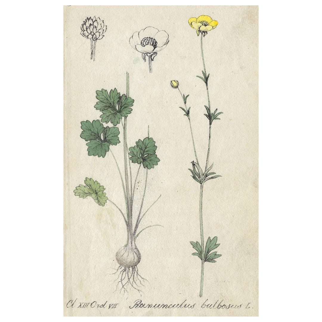 1824 Bulbous Buttercup Antique Botanical Wall Decor Yellow Field Flower ...