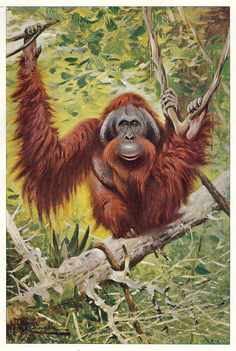 1901 Orangutan Print Antique Primate Illustration Vintage Ape Wall Art ...