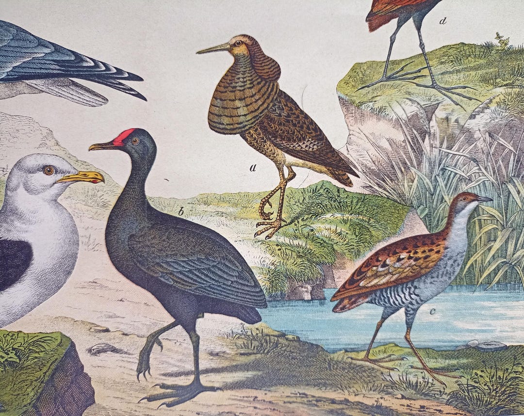 1886 Swimming Birds Print Swamp and Wading Birds Print Vintage Birding ...