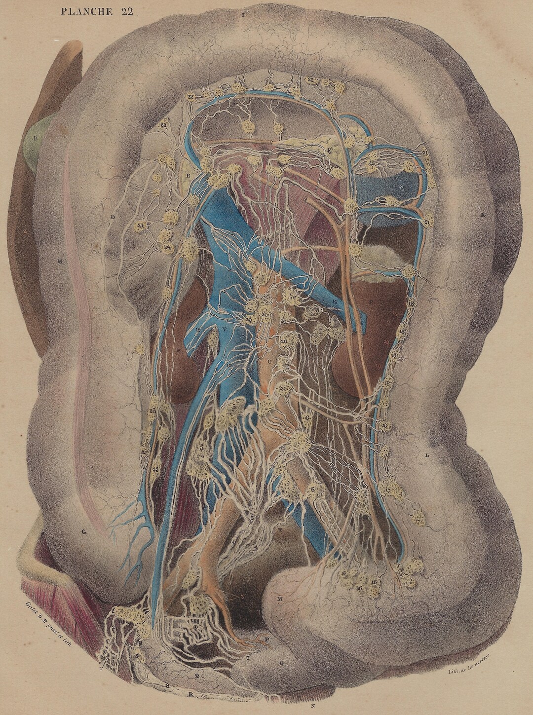 1854 HUMAN ANATOMY Antique Print Medical Artwork Phisiology Wall Art ...