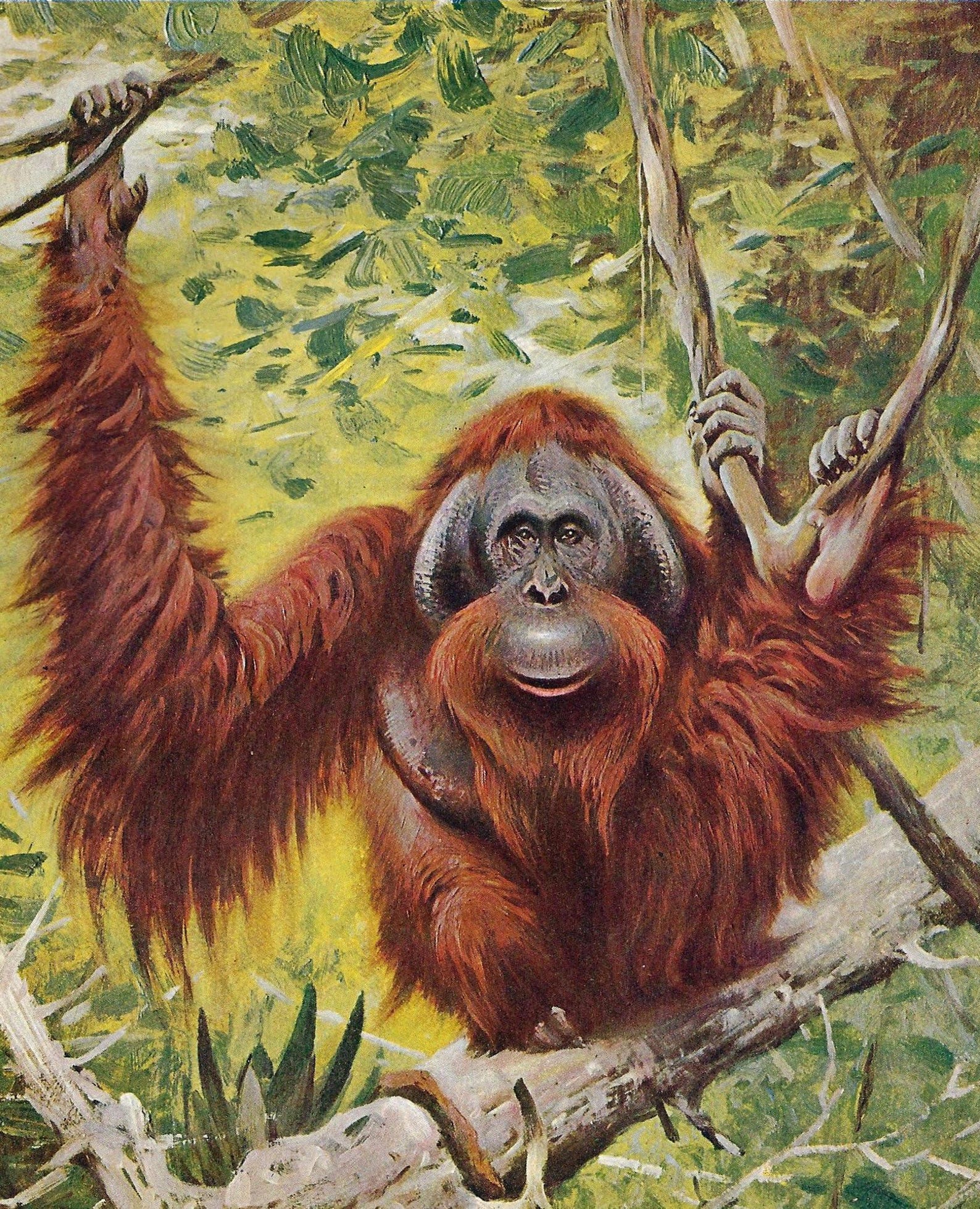 1901 Orangutan Print Antique Primate Illustration Vintage Ape Wall Art ...