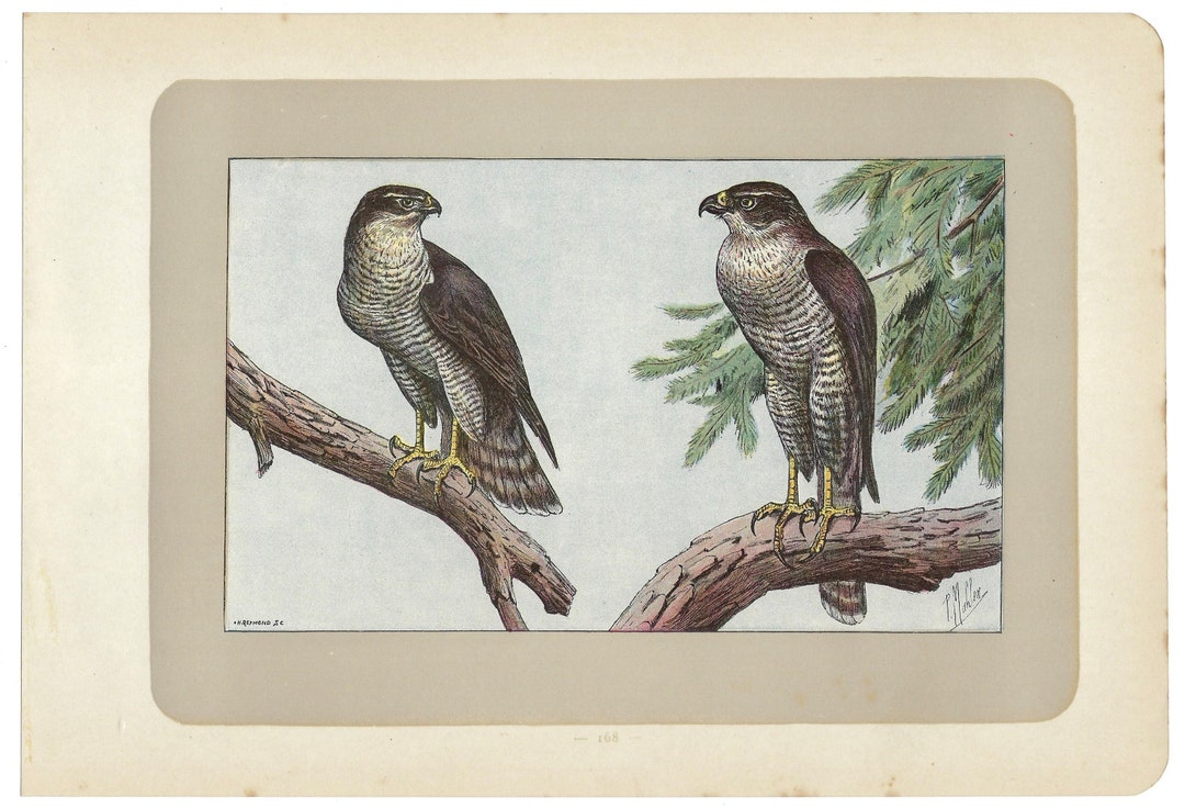 1907 GOSHAWK. Bird Antique Print. Bird of Prey Lithograph. Wall Art ...