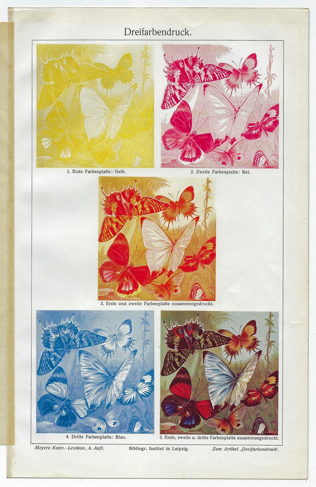 1903 BUTTERFLIES, Color Lithography, German Chromolithograph. Antique ...