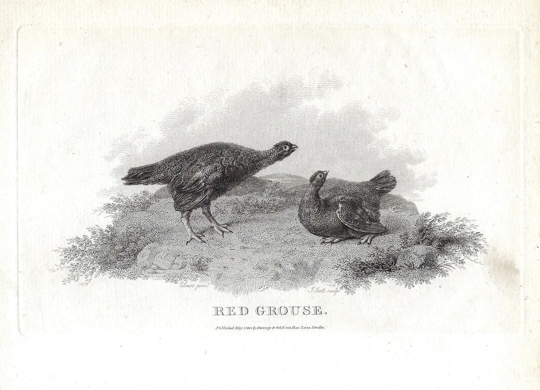 1802 RED GROUSE Antique Engraving Game Birds Print Birdwatcher Gift ...