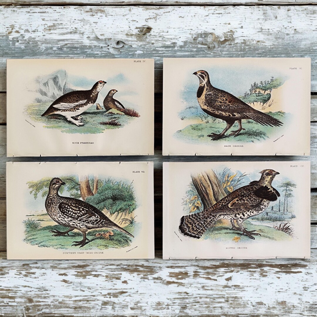 1896 Game Bird Prints Set Vintage Hunting Birds Wall Art Ptargiman and ...