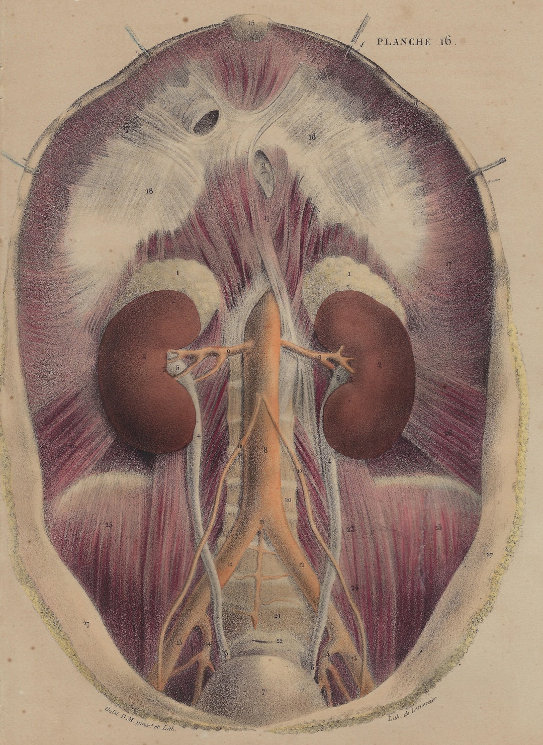 1854 ANATOMY Antique Print. HUMAN BODY Original Print. Internal Organs ...