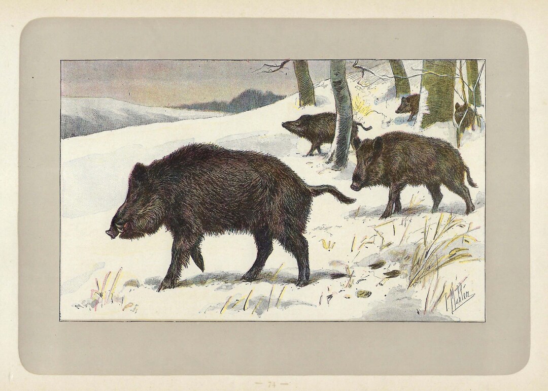 1907 Vintage Wild Boar Print Wildlife Decor Antique Hunting Wall Art ...