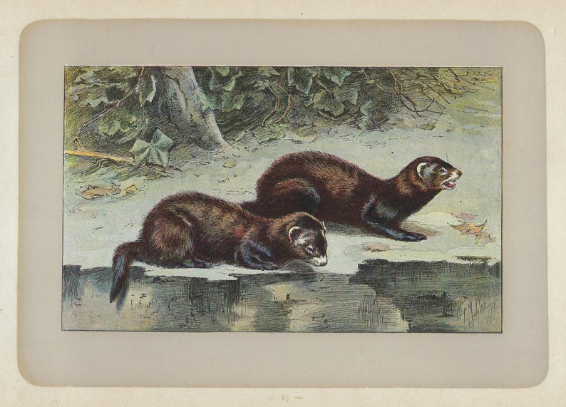 1907 POLECAT Print Antique Lithograph Animal Wall Art Ferret Print Gift ...