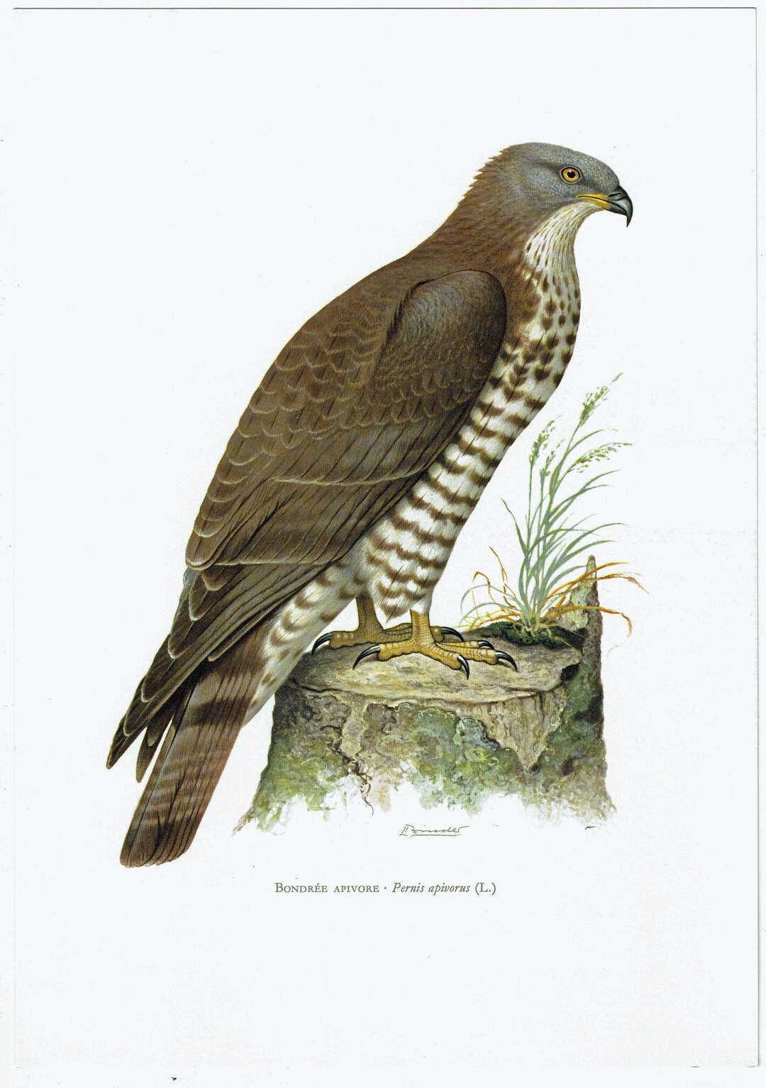 1960 European Honey Buzzard Print Vintage Falcon Wall Art Birding Decor ...