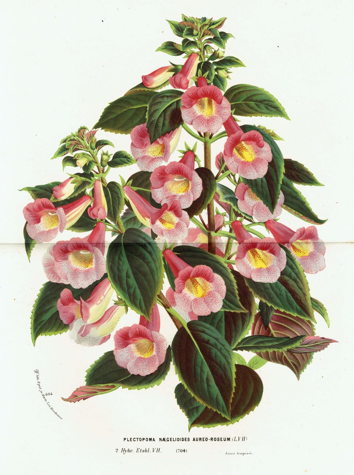 1867 Vintage Botanical Print Antique Flowers Print Gardening Wall Art ...