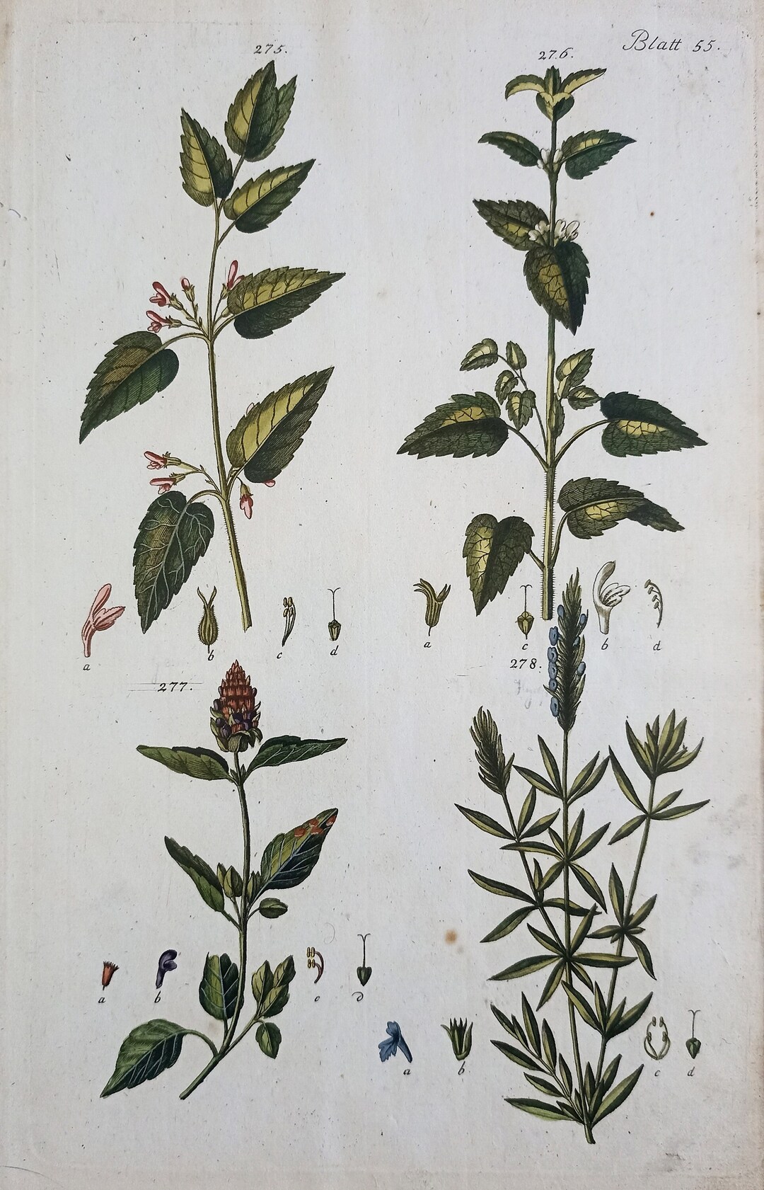 1804 Impresión Original Antiguo Grabado Siglo XIX Alemán En Cobre ...