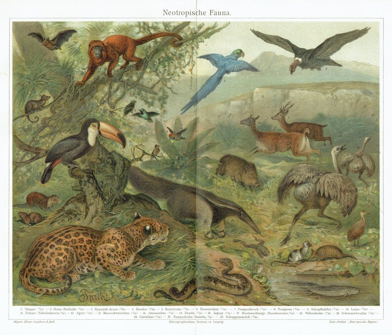 1903 Vintage Tropical Fauna Print Exotic Animal Illustration Antique ...