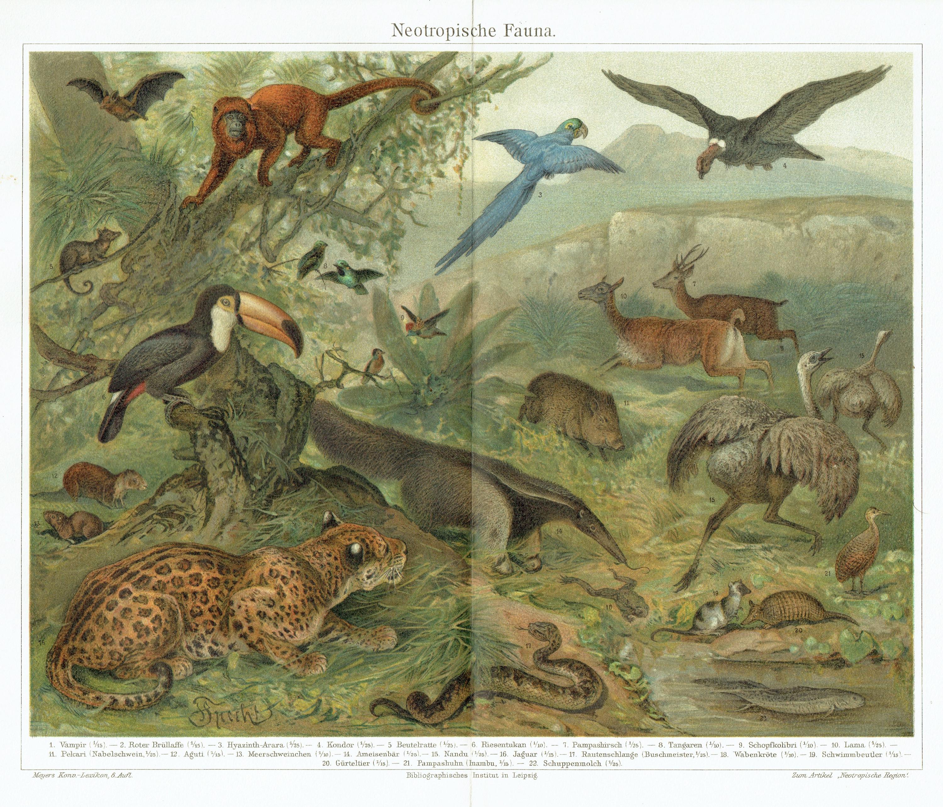 1903 Vintage Tropical Fauna Print Exotic Animal Illustration Antique ...