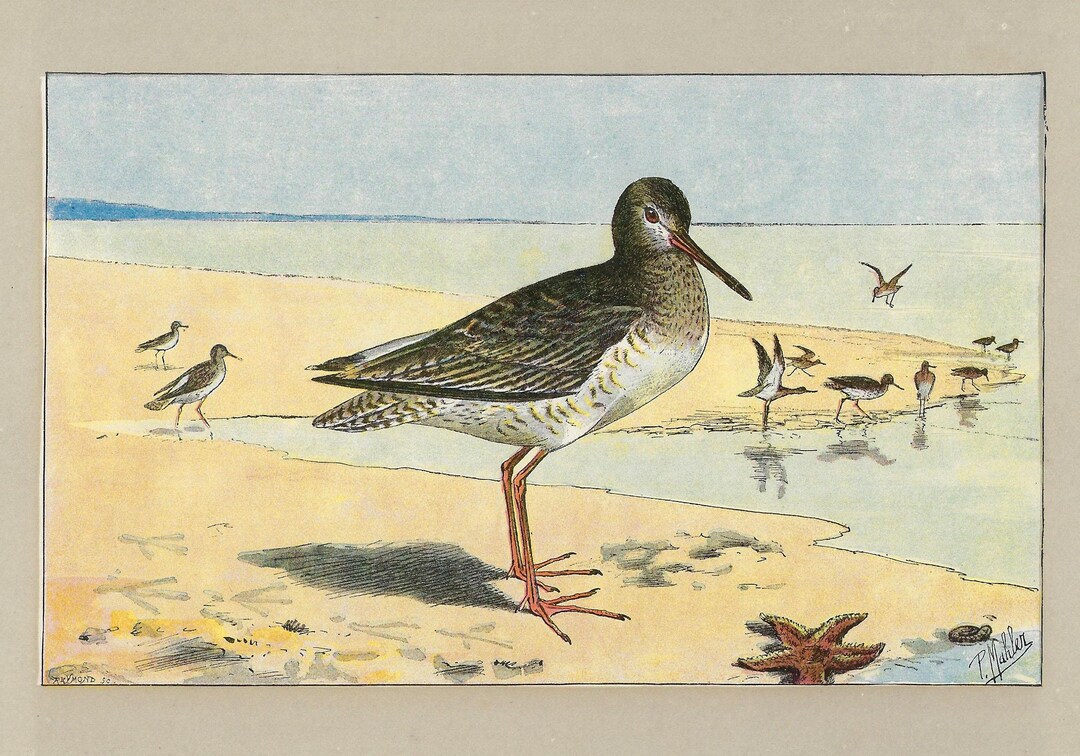 1907 Common Sandpiper Print Vintage Birds Lithograph Birds Wall Art ...