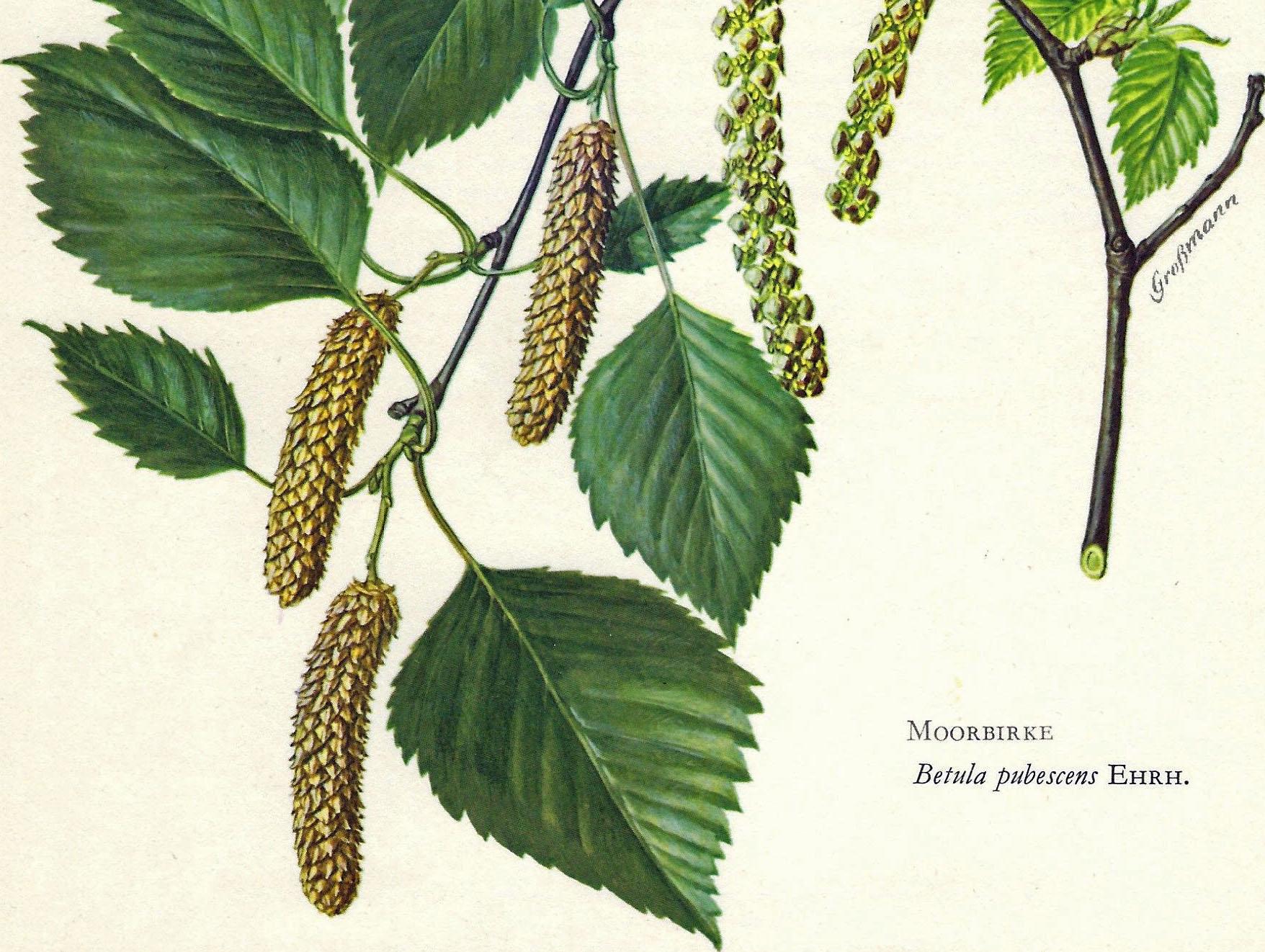 1959 White Birch Print Botanical Tree Illustration Vintage Wall Art ...